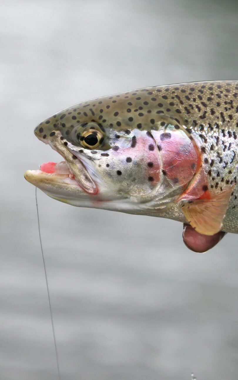 Rafting And Fishing Guides In Flaming Gorge | Dutch John